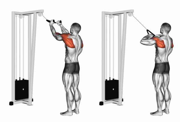Face Pulls voor de Posterior Deltoid - Uitvoering & Tips | InfoFitness.nl
